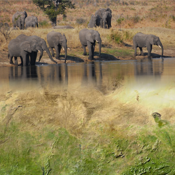 new article: Ten Ways Remote Sensing Can Contribute to Conservation ...