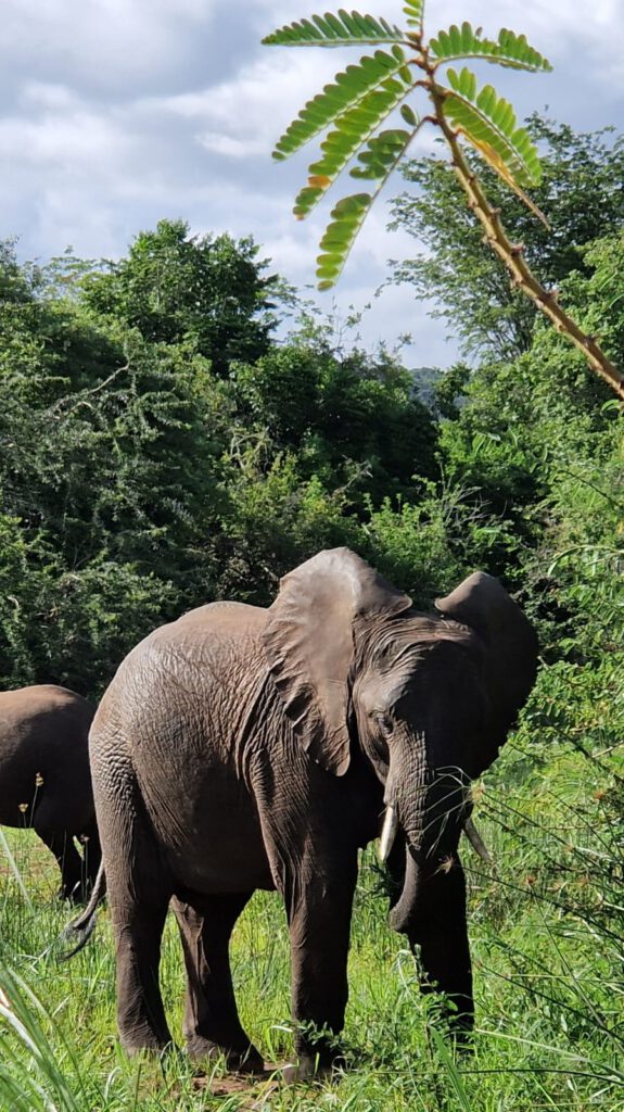 Successful Field Work Campaign in Akagera NP, Rwanda - Earth ...