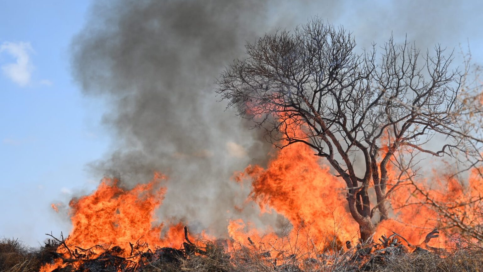 Exploring Drought and Fire Impacts on African Savanna Vegetation ...